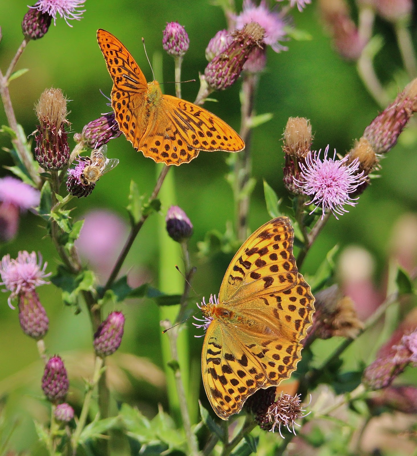 AMSTERDAMSE WATERLEIDINGDUINEN AWD: Nederlandse Vlinders