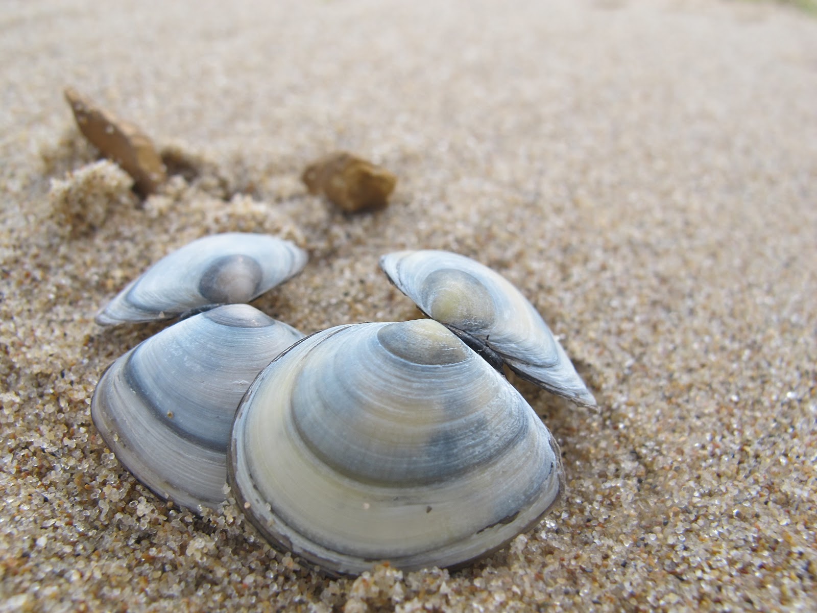 Moois van ' M(i)e': Oostende : schelpjes en meeuwkes en zo