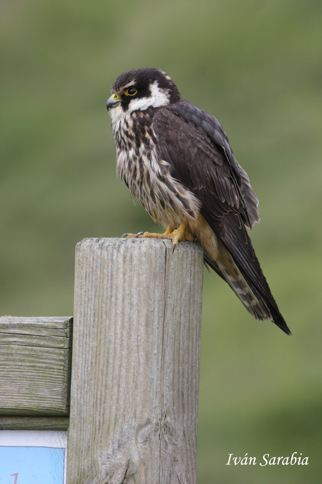 Miradas Cantábricas: El alcotán tranquilo