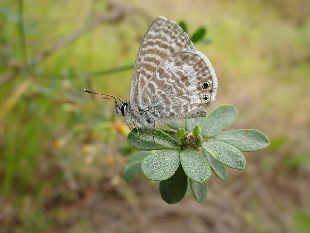 Mother Nature's Backyard - A Water-wise Garden: Marine Blue Butterflies ...