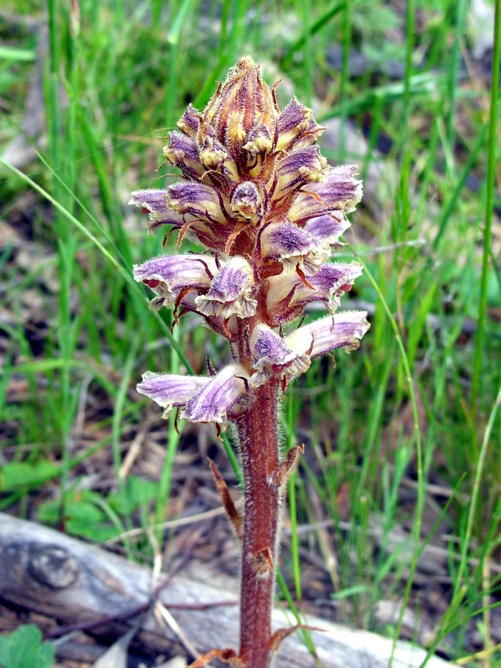 PhyloBotanist: Botany picture #87: Orobanche minor