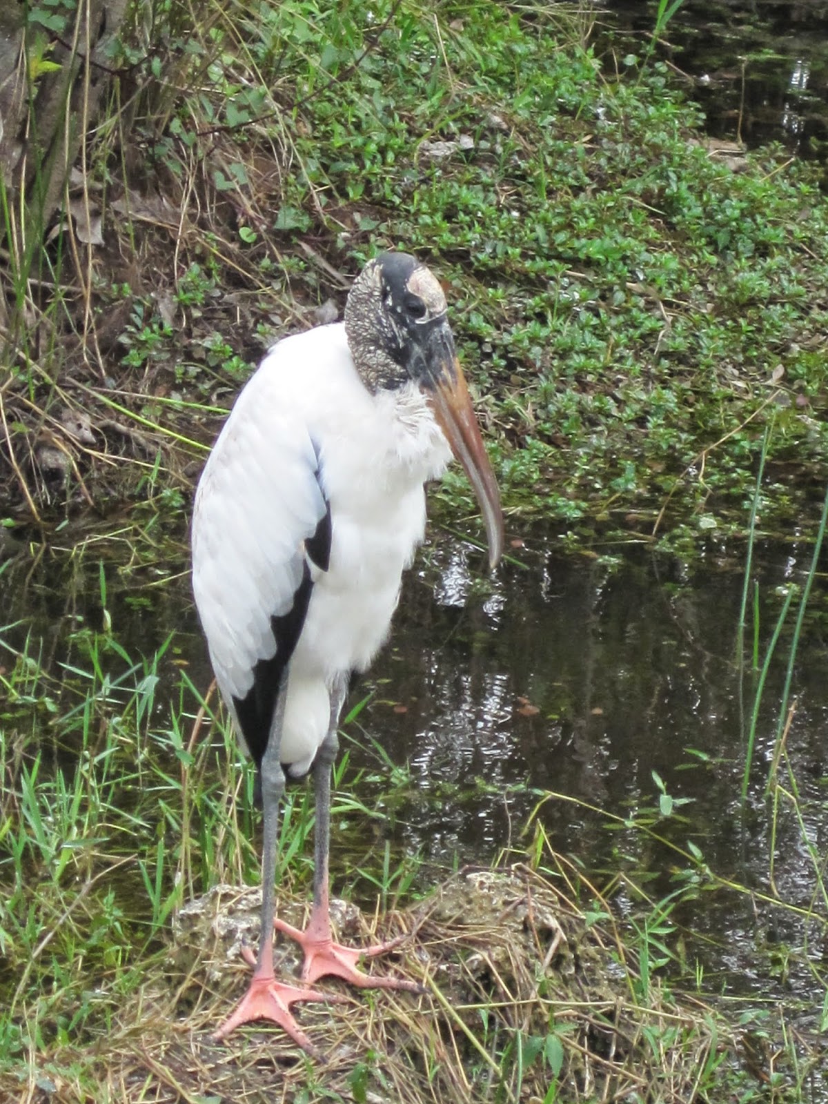 The Backyard Birder: American wood stork taken off endangered species list