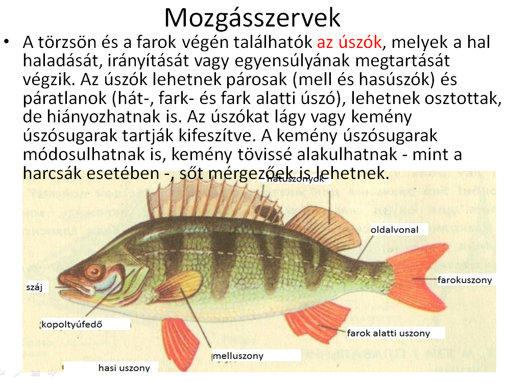 BIO-LOGIA: Gerinchúrosok törzse