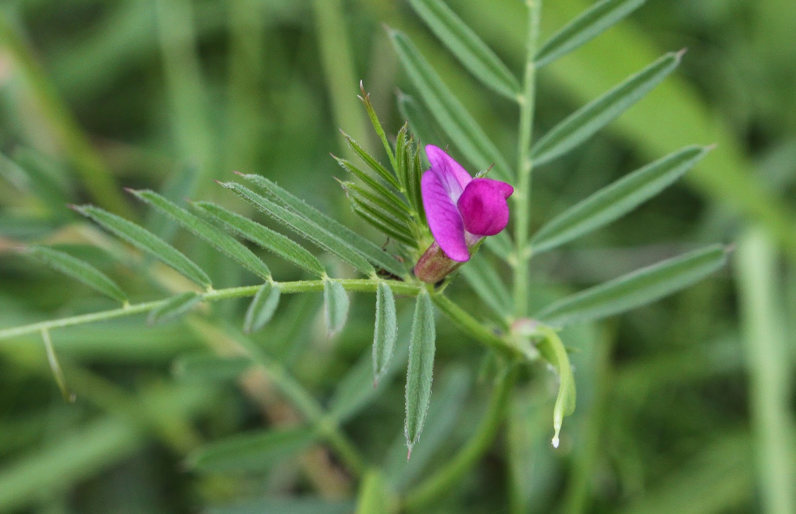 Chris Lansdell's Birding & Nature Diary: Cranwich Camp and some moths ...