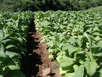 Vale do Jequitinhonha - Blog do Banu: Cigarro de fumo de rolo é ...