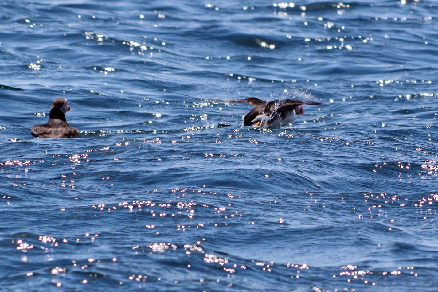 Beasts in a Populous City: Everything is Auk-ward: a puffin tour