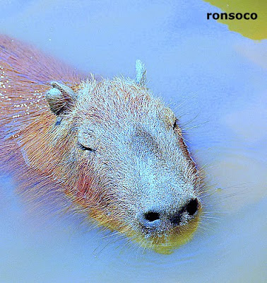 PLAAN : Ronsoco - Hydrochaeris hydrochaeris