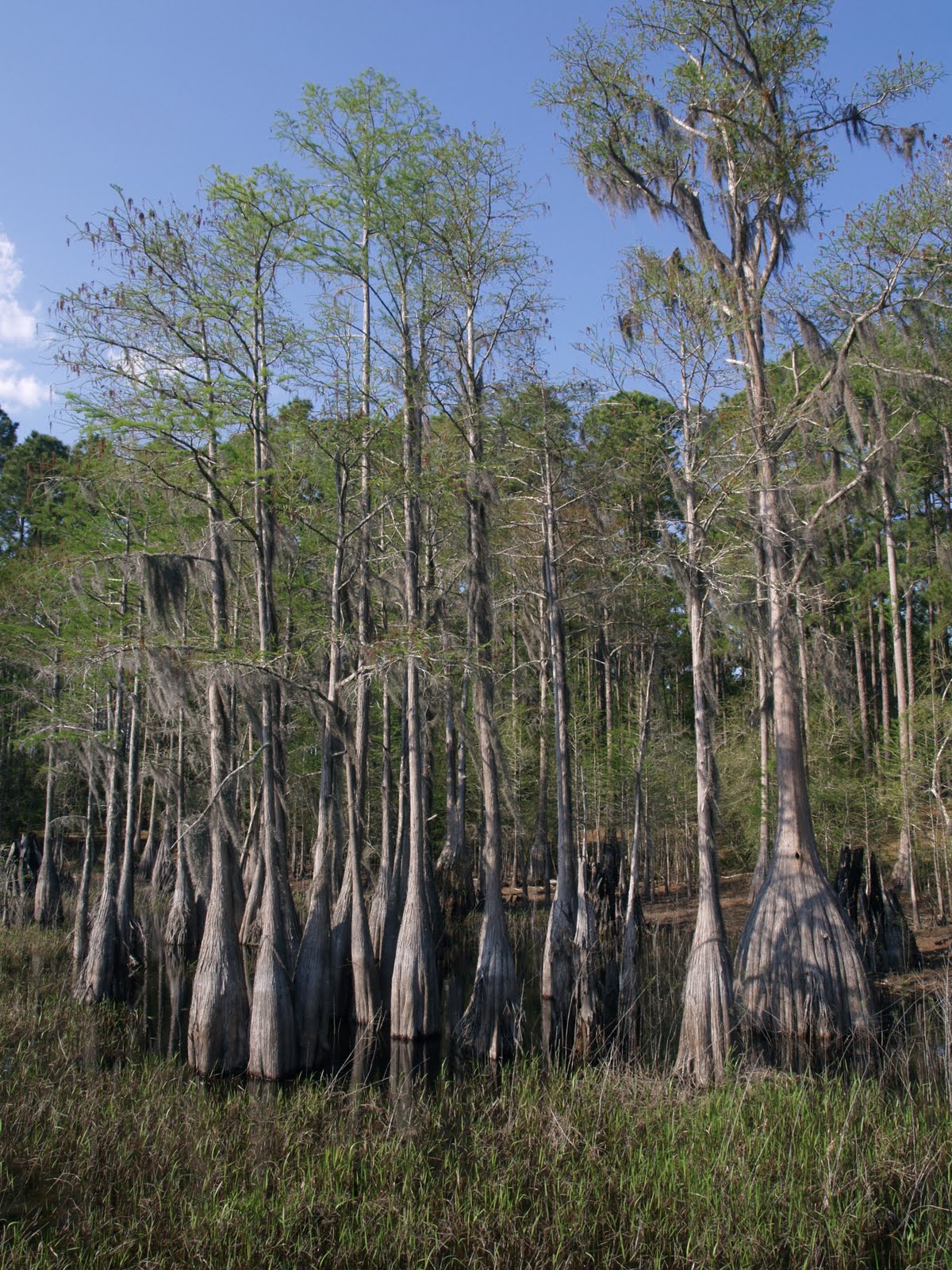 The Florida National Scenic Trail 2011: Sand Pond to Forgotten Creek ...