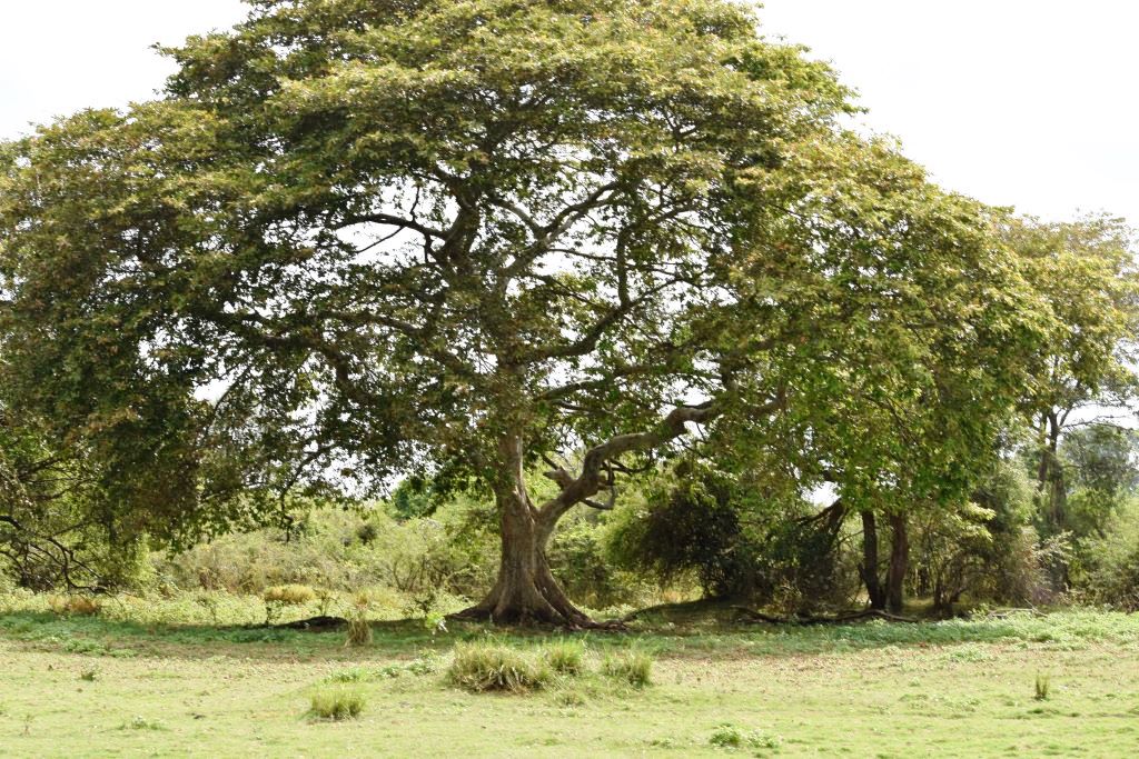Kumbuk Pokuna Lodge: Shape in the forest tree