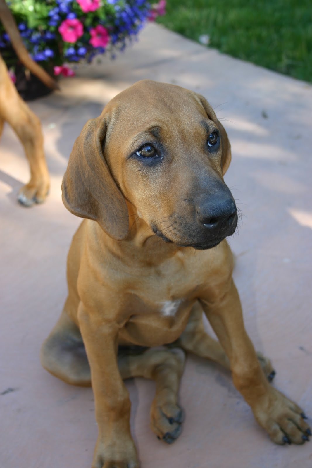 Raviro Rhodesian Ridgebacks: Beautiful Light Blue Girl is looking for a ...