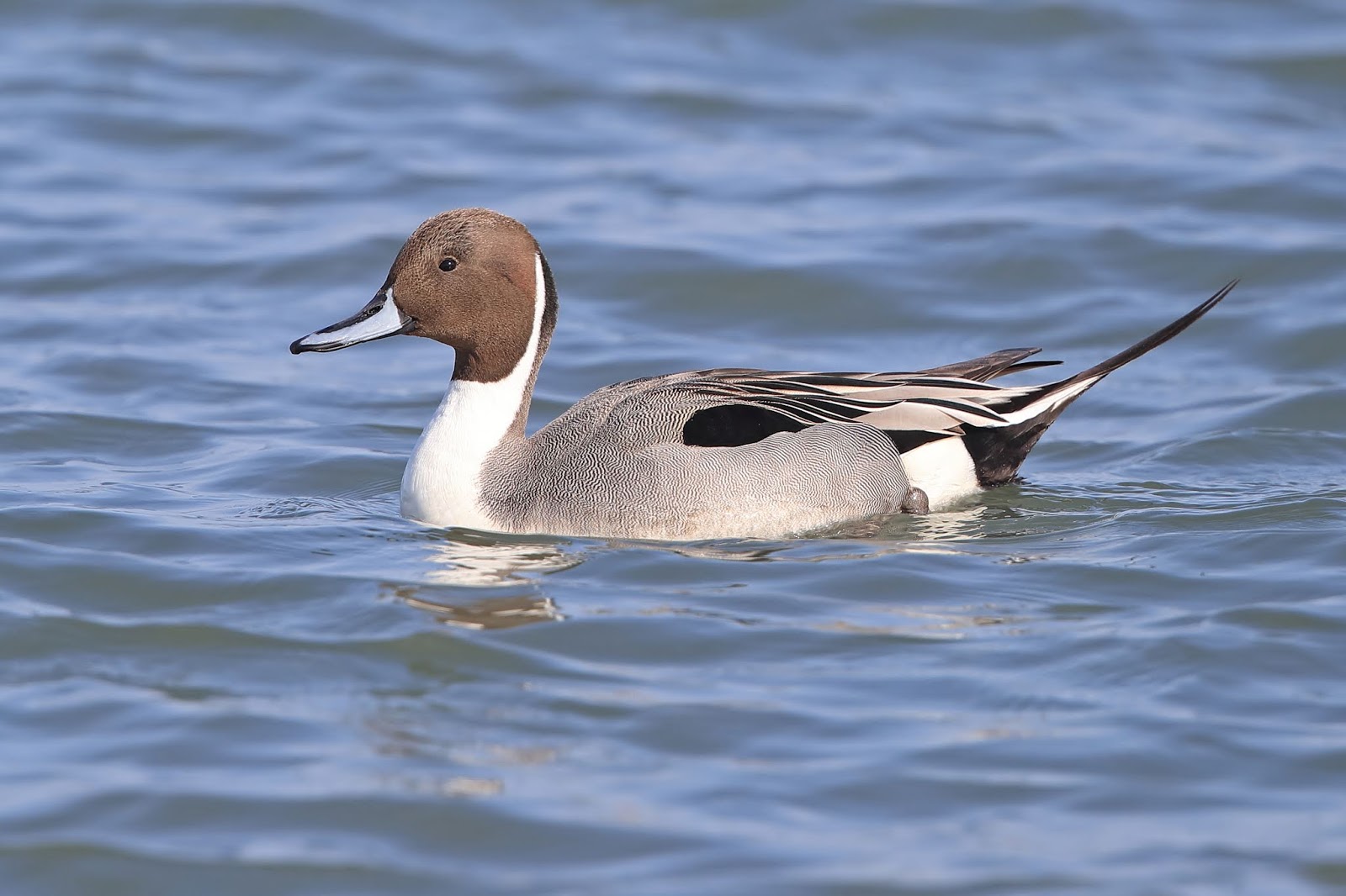 Not just birds: Hokkaido 4 Mar 2018 (Day 10)