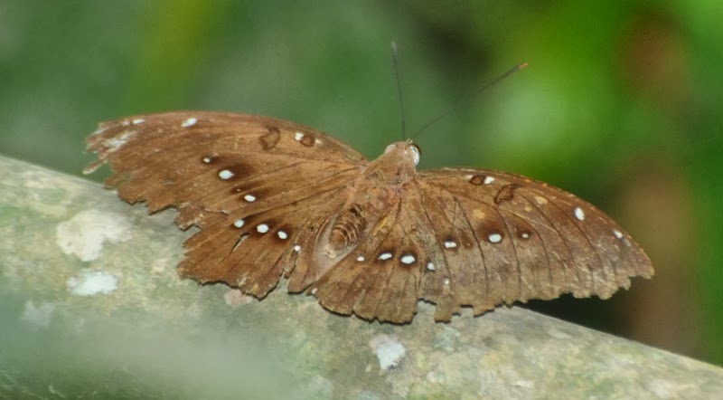 A Wandering Naturalist: Thailand: Butterfly Portraits