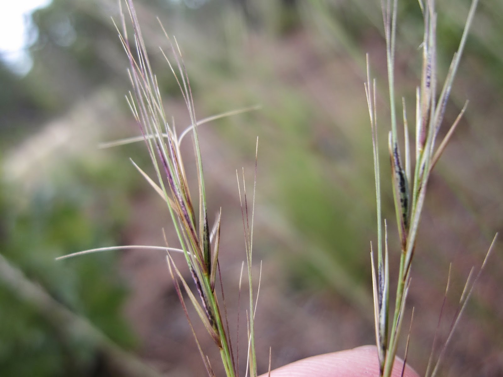 Our Neck of the Woods: Of smut and wiregrass...