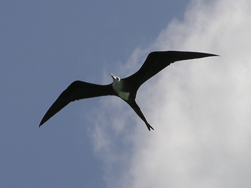 Maalie's Bird of the Day: 186. Magnificant Frigate Bird