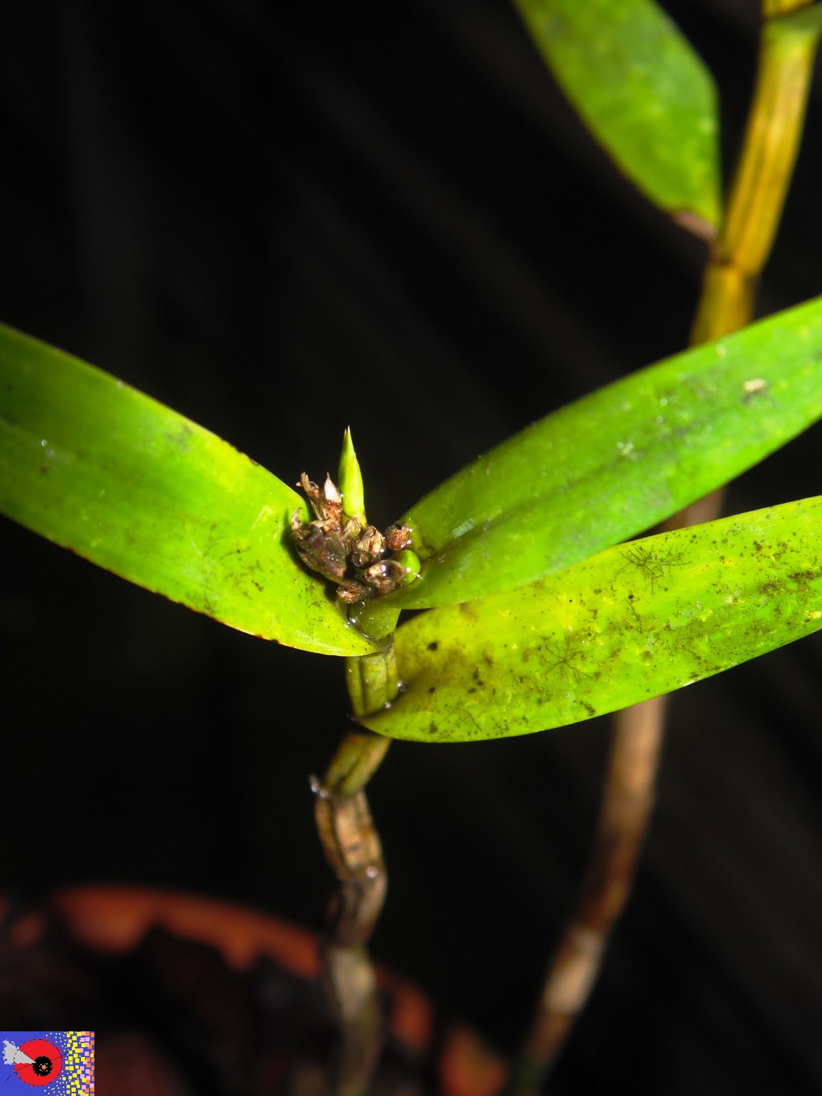 ORQUÍDEAS * BROMÉLIAS: 337 - Orquídea: Dimerandra emarginata var. alba