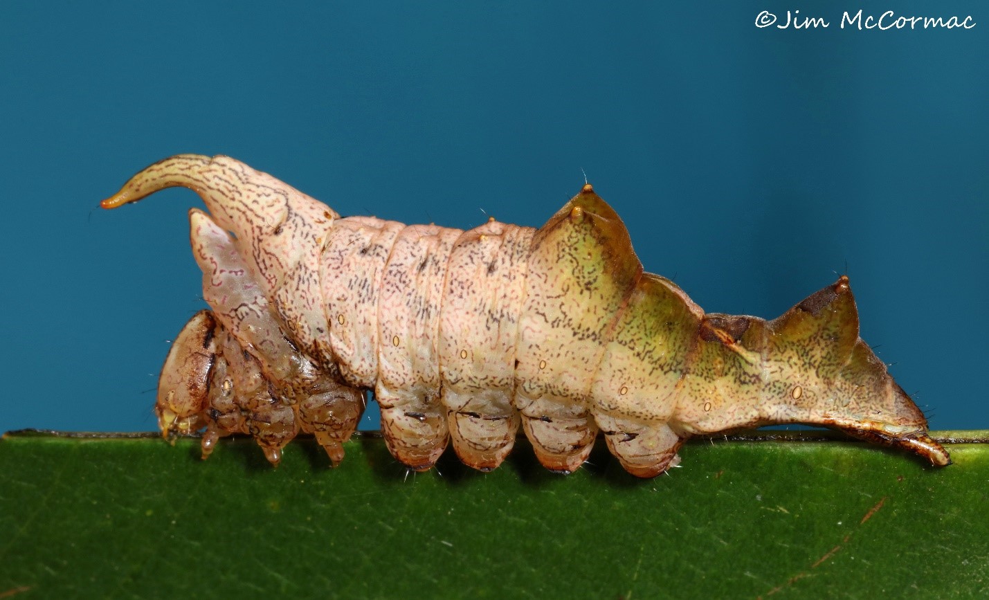 Ohio Birds and Biodiversity: Caterpillar season is upon us!
