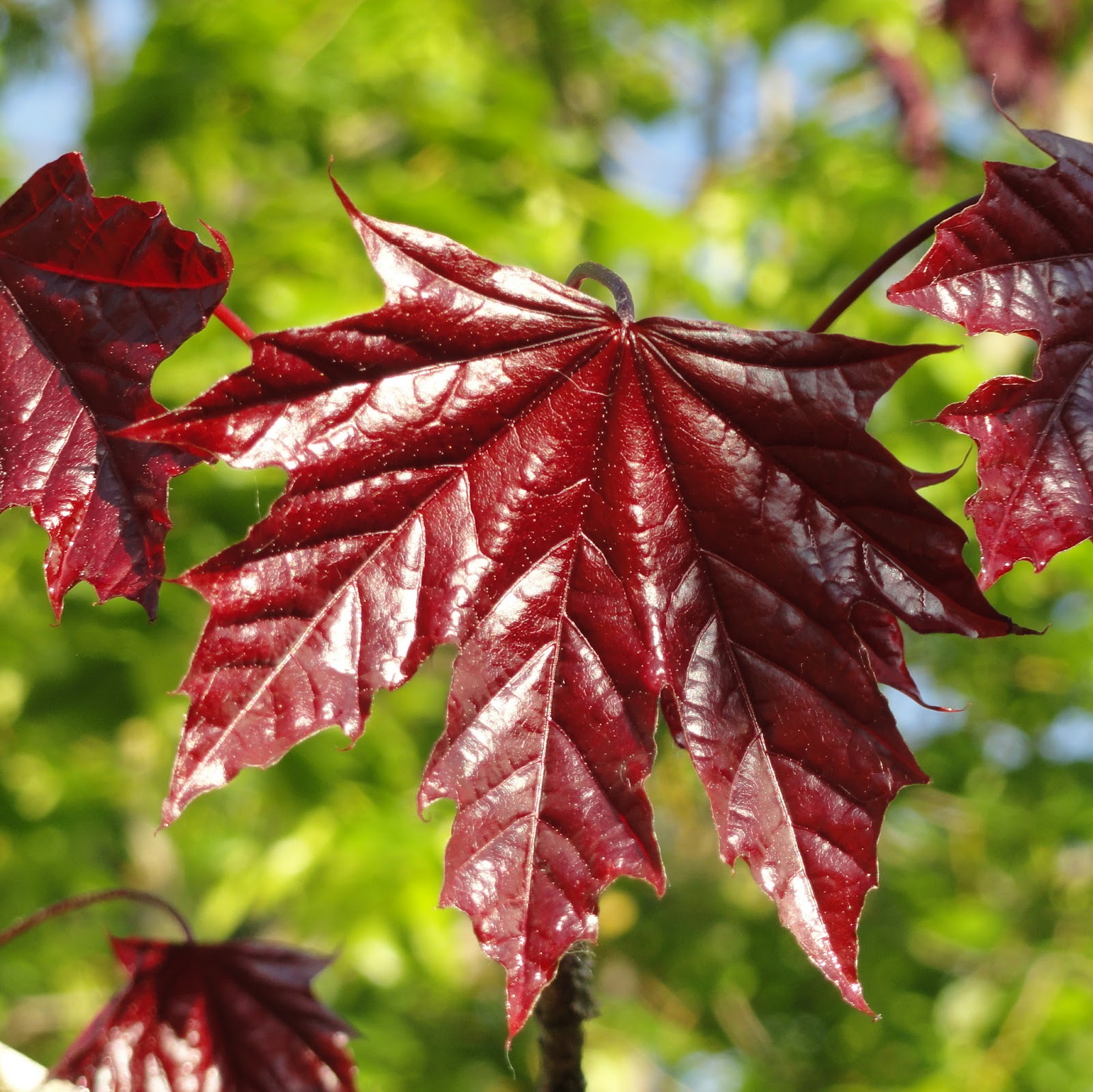 Chateau Moorhen: The morning light