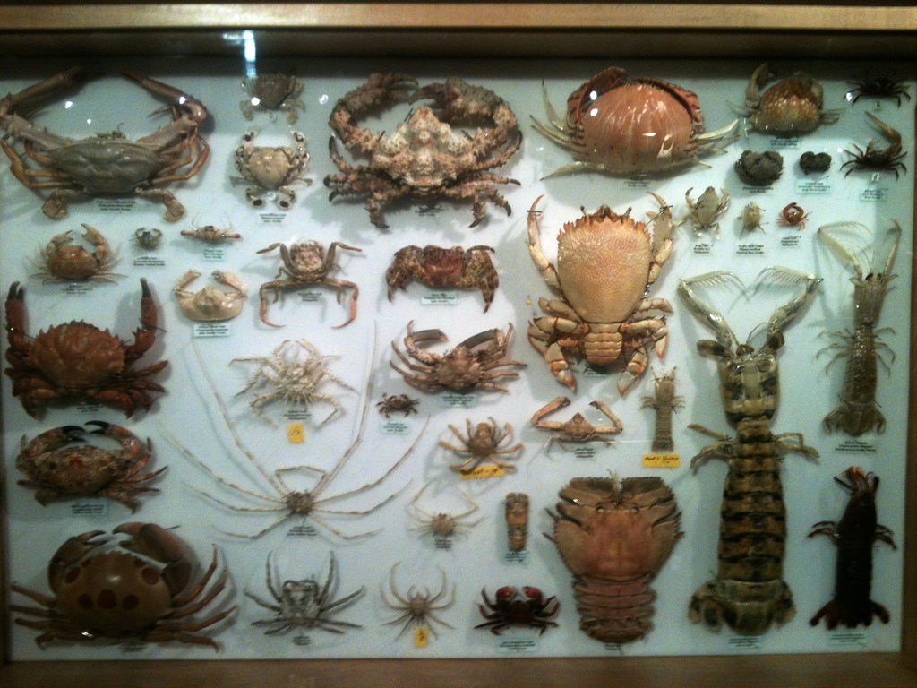 Crustacean Examples