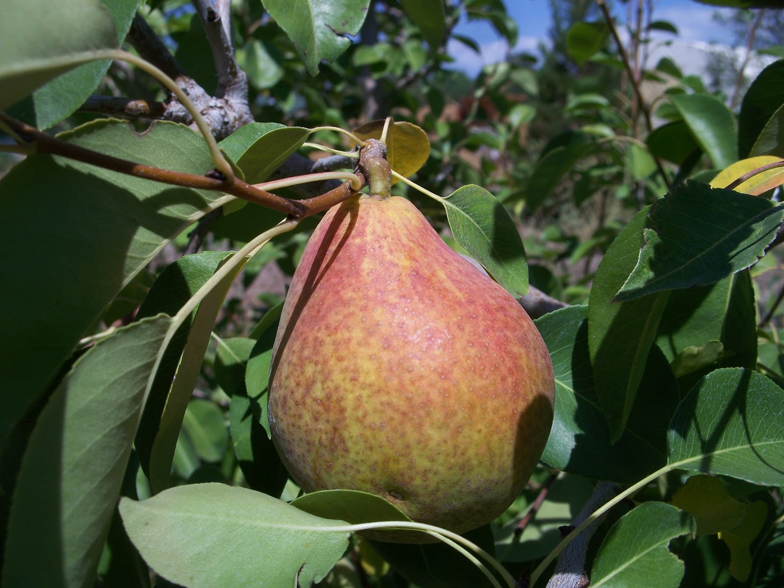 Trees That Please Nursery: 30 Days of Fall Foliage, Saturday November 10th.