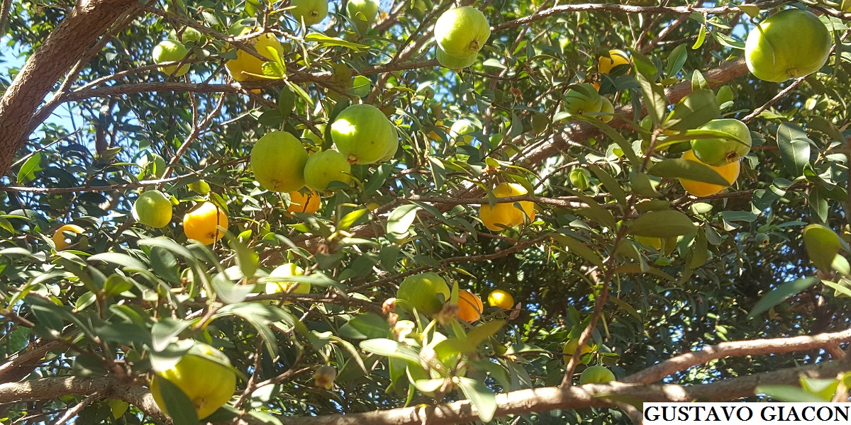 Viveiro Ciprest - Plantas Nativas e Exóticas: Setembro 2016