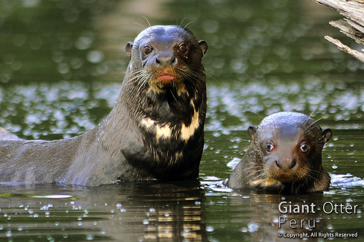 Info Escolar: Lobo de Río o Nutria Gigante