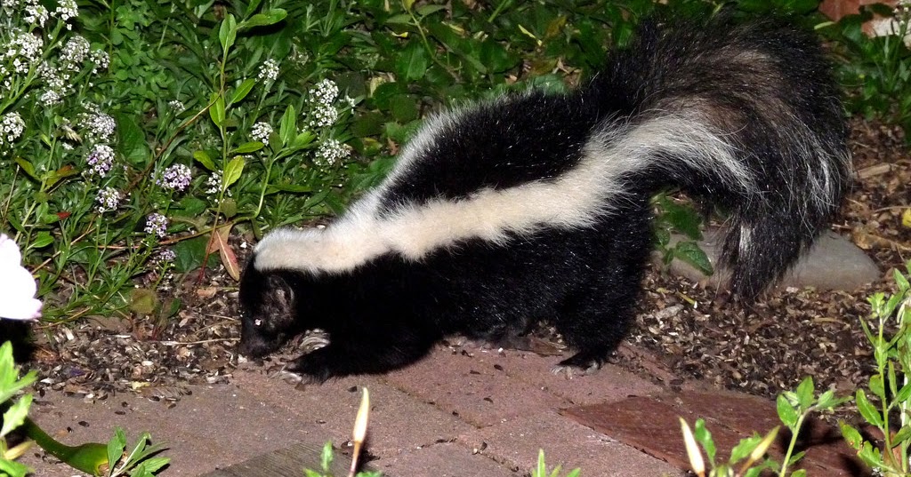 Min Blogg, Välkommen!: Skunken som husdjur?