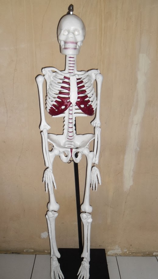 Mikroskop multimedia: JUAL : TORSO atau MANNEQUIN ANATOMI ORGAN TUBUH