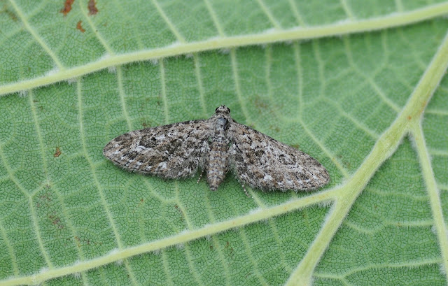 Bill's Birding: 18th Birthday Moths