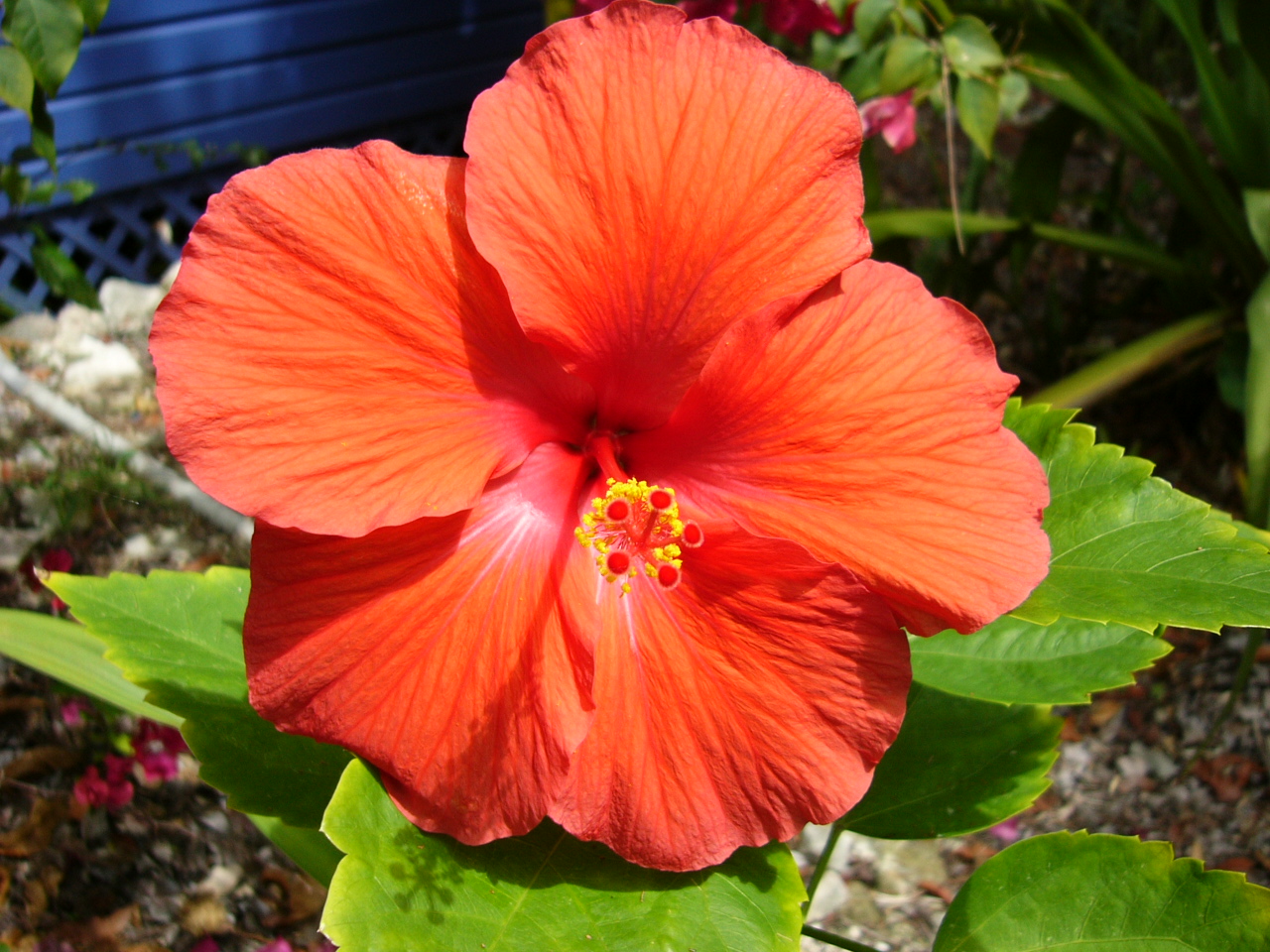 Kali's Kitchen: Surya Namaskar - A Prayer to the Light