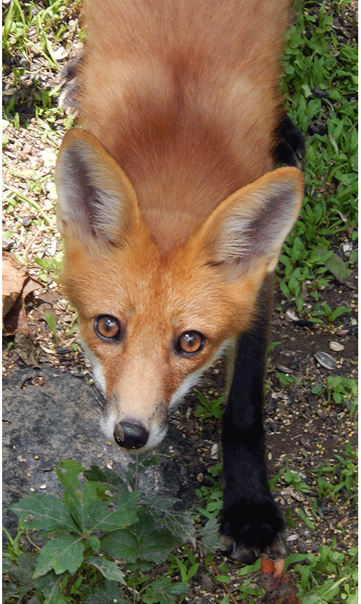 A Maryland Naturalist: January 2018