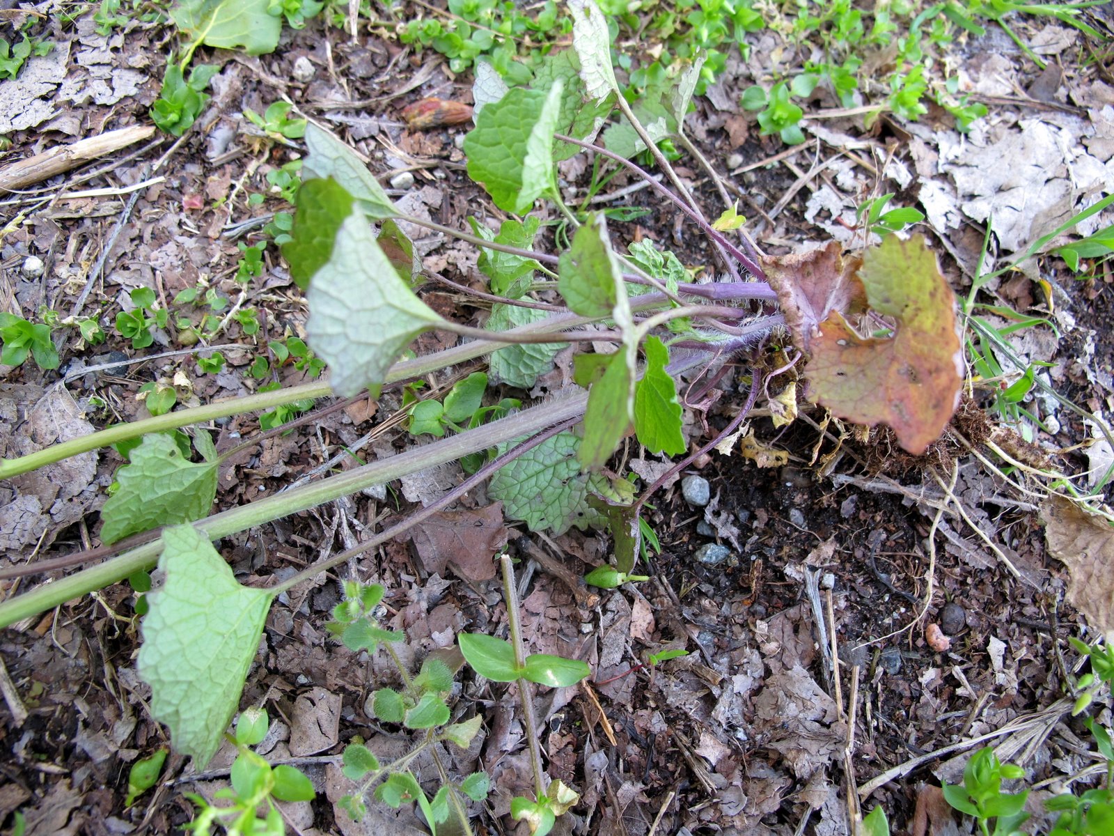 FLORA NEL SALENTO e.. anche altrove: Alliaria petiolata (M. Bieb ...