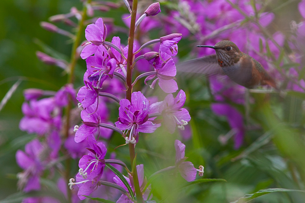 Island Time on Yellow: Seeds, Seed Pods, and Pink/purple Flowers
