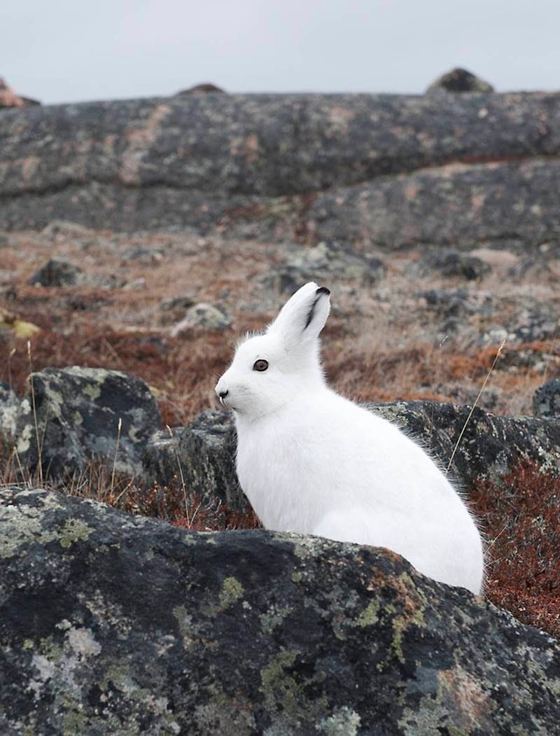 The Arctic Hare | Polar Rabbit