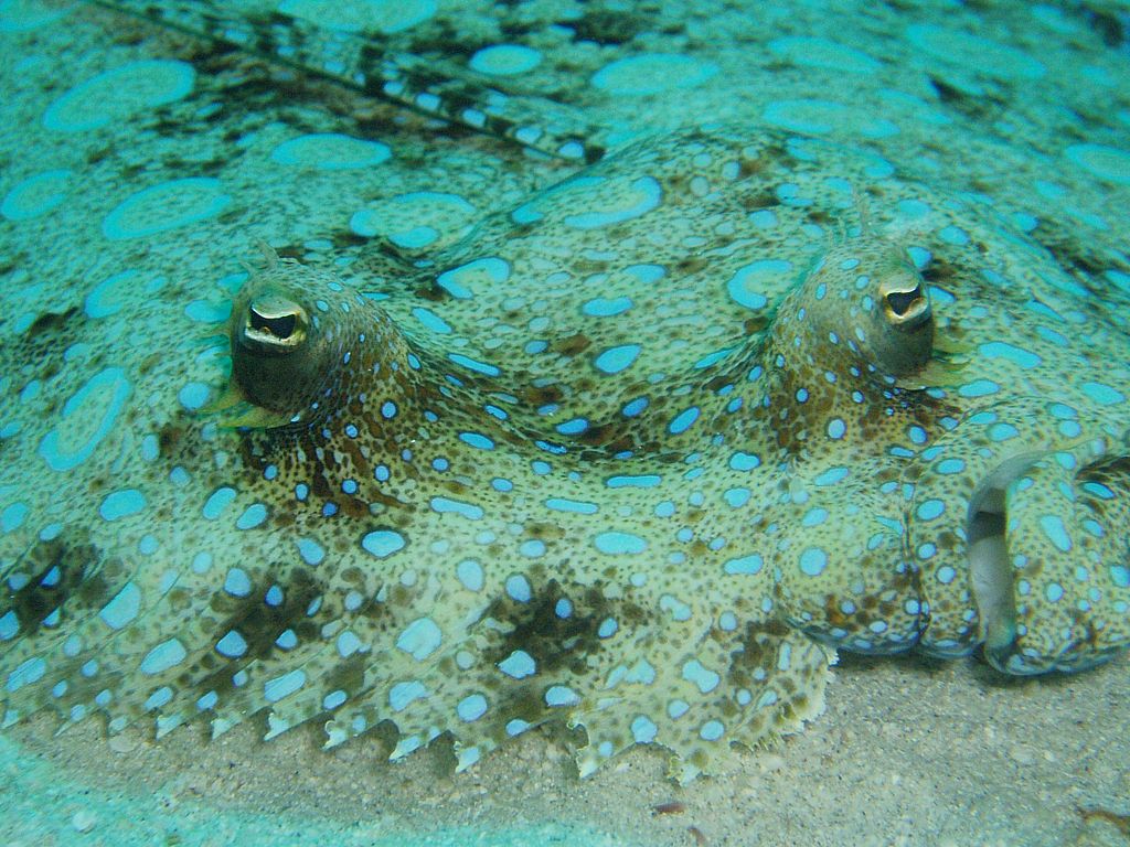 Real Monstrosities: Peacock Flounder