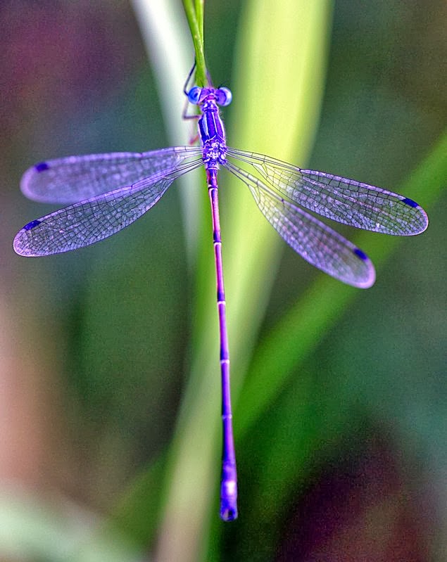 HIERBA DE CRISTAL: LIBÉLULA MORADA