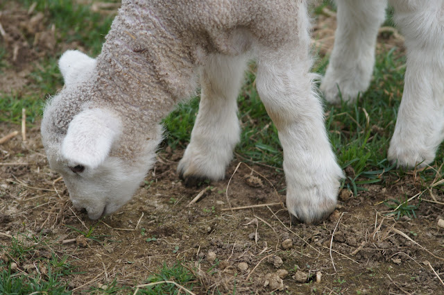 Things with Wings: Mass Audubon Drumlin Farm Spring Lambs and Kids