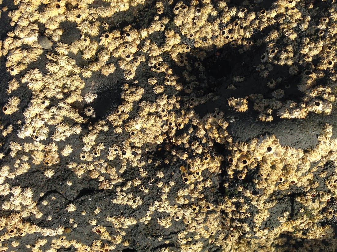 Rafael Microfauna Marina: Chthamalus (Crustáceos: Cirrípedos)