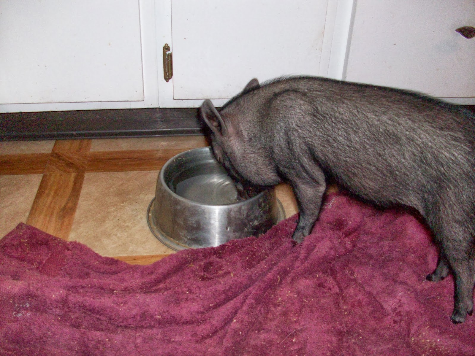 Sweet Pig Farm: Mini Piglet Blowing Bubbles