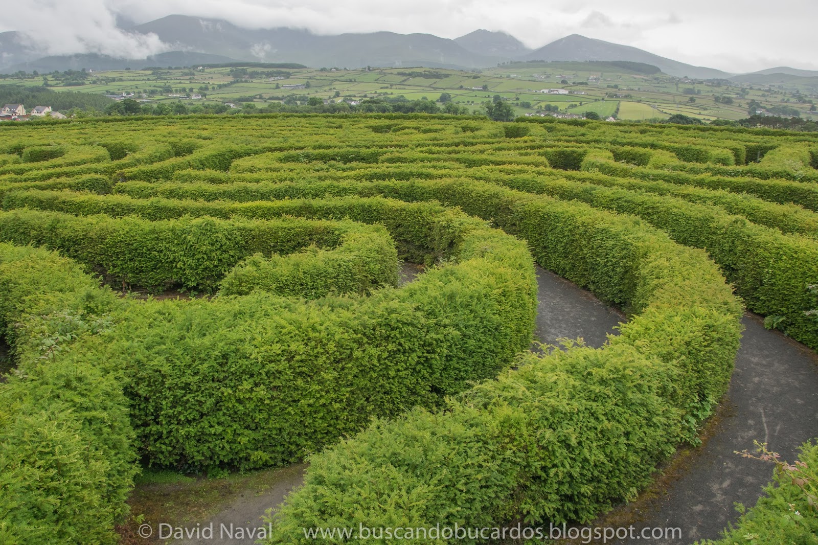 IRLANDA: El Bosque de Castlewellan y el laberinto de setos ...