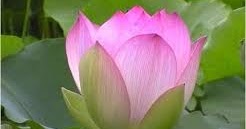 Ciri-Ciri dan Khasiat Tumbuhan Seroja Bagi Kesehatan