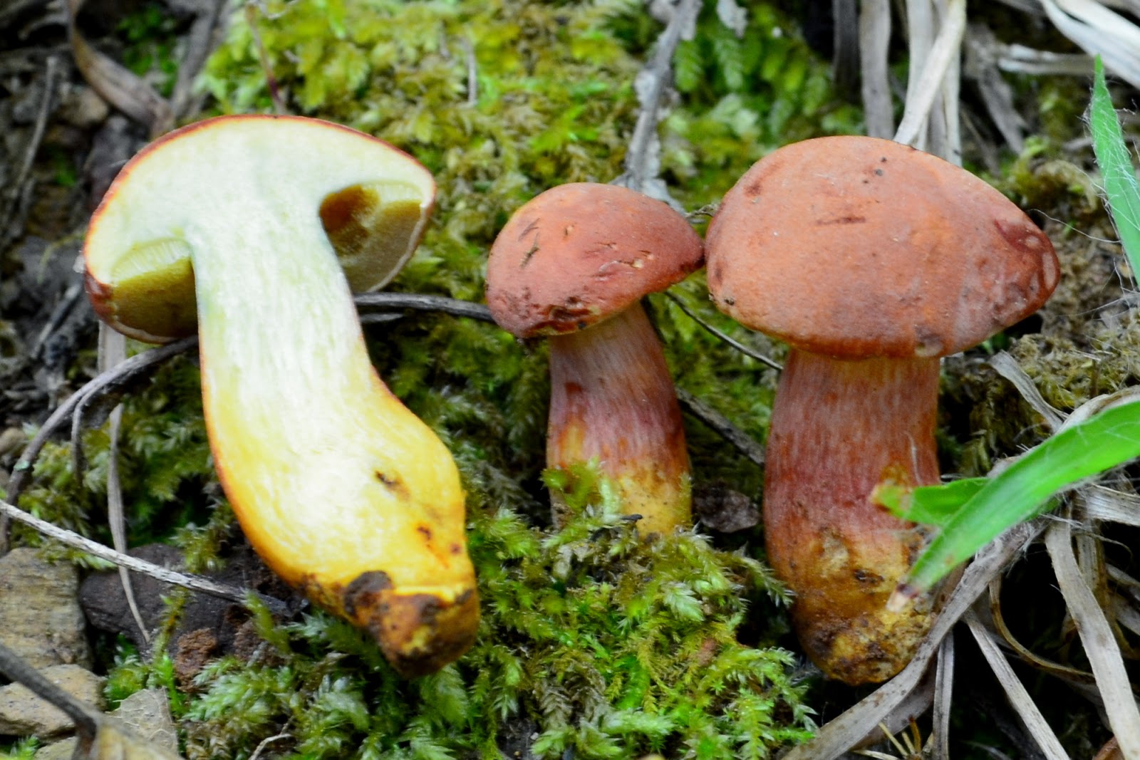 Setas Extremadura : Xerocomus Armeniacus