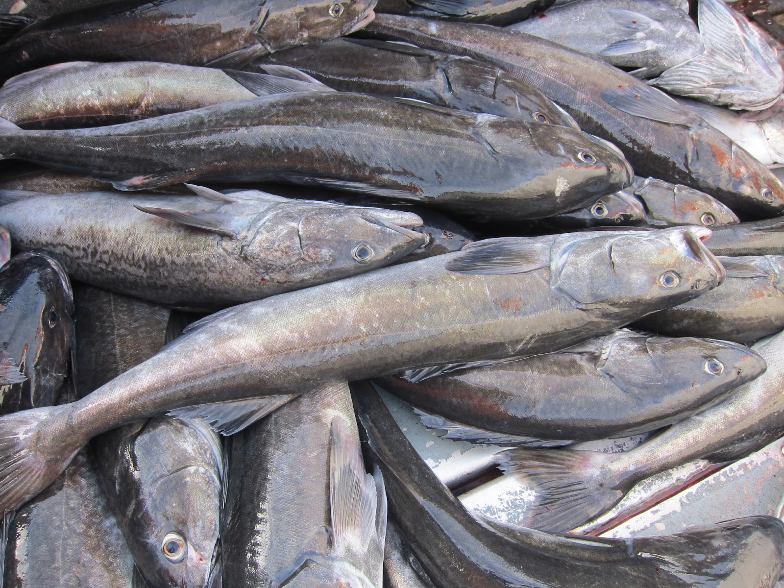 Todds Extreme Fishing: Ilwaco Halibut & Sable fish (black cod)