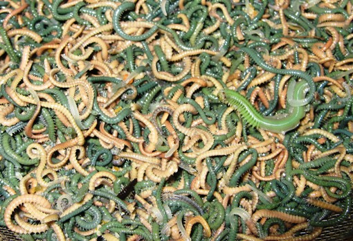 Hewan Cacing ( Vermes ) | Indonesia Belajar