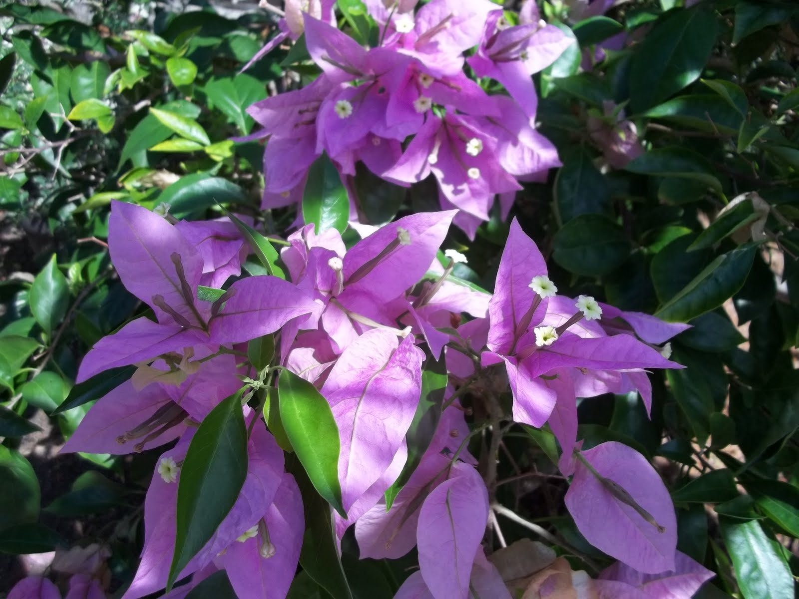 My Blue World: Bunga Bougenville