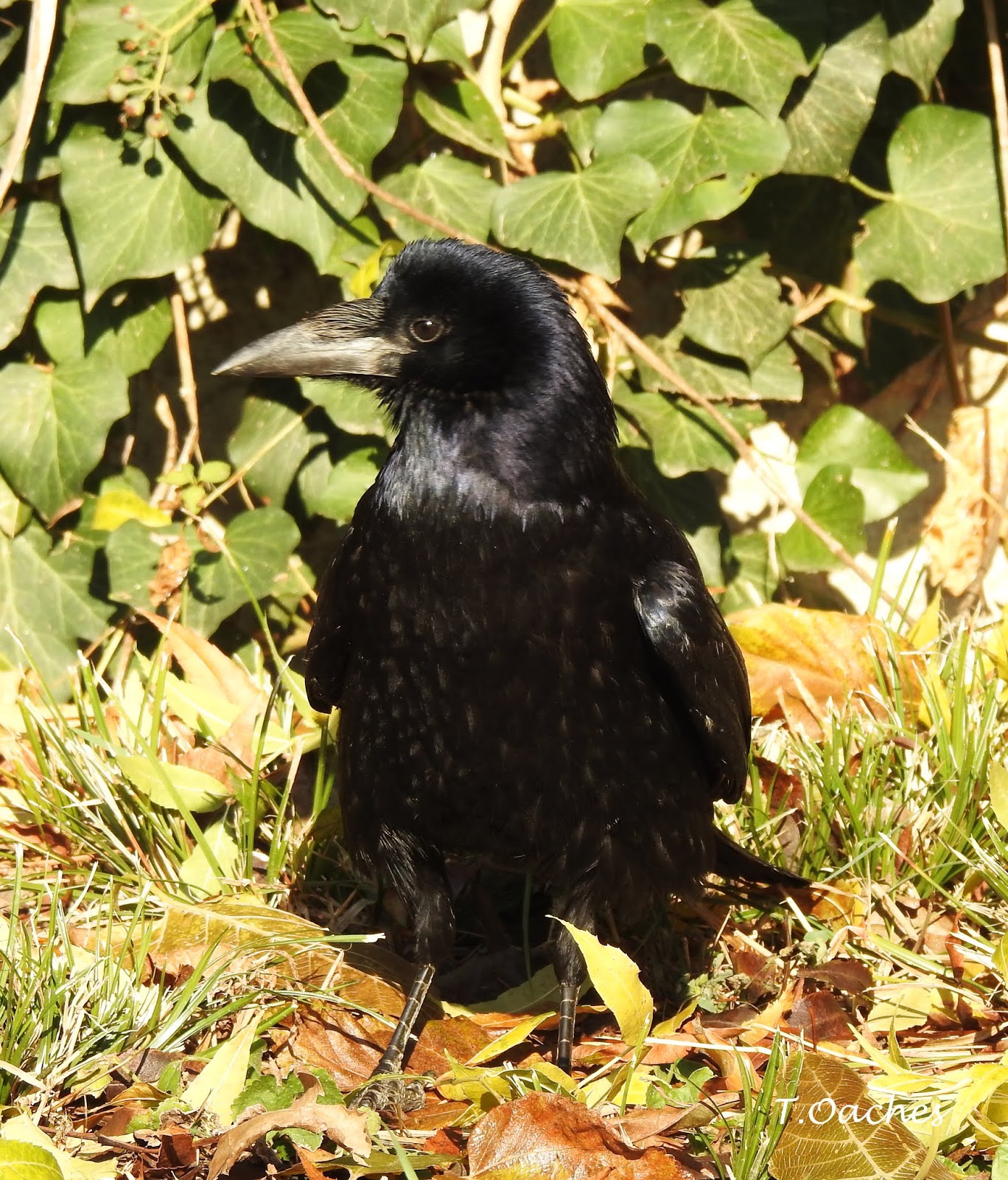 PASARI DIN ROMANIA: CIOARA DE SEMANATURA, Corvus frugilegus