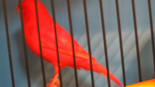 Canary Tales: Red Intensive Lipochrome Wins Best In Show At National ...