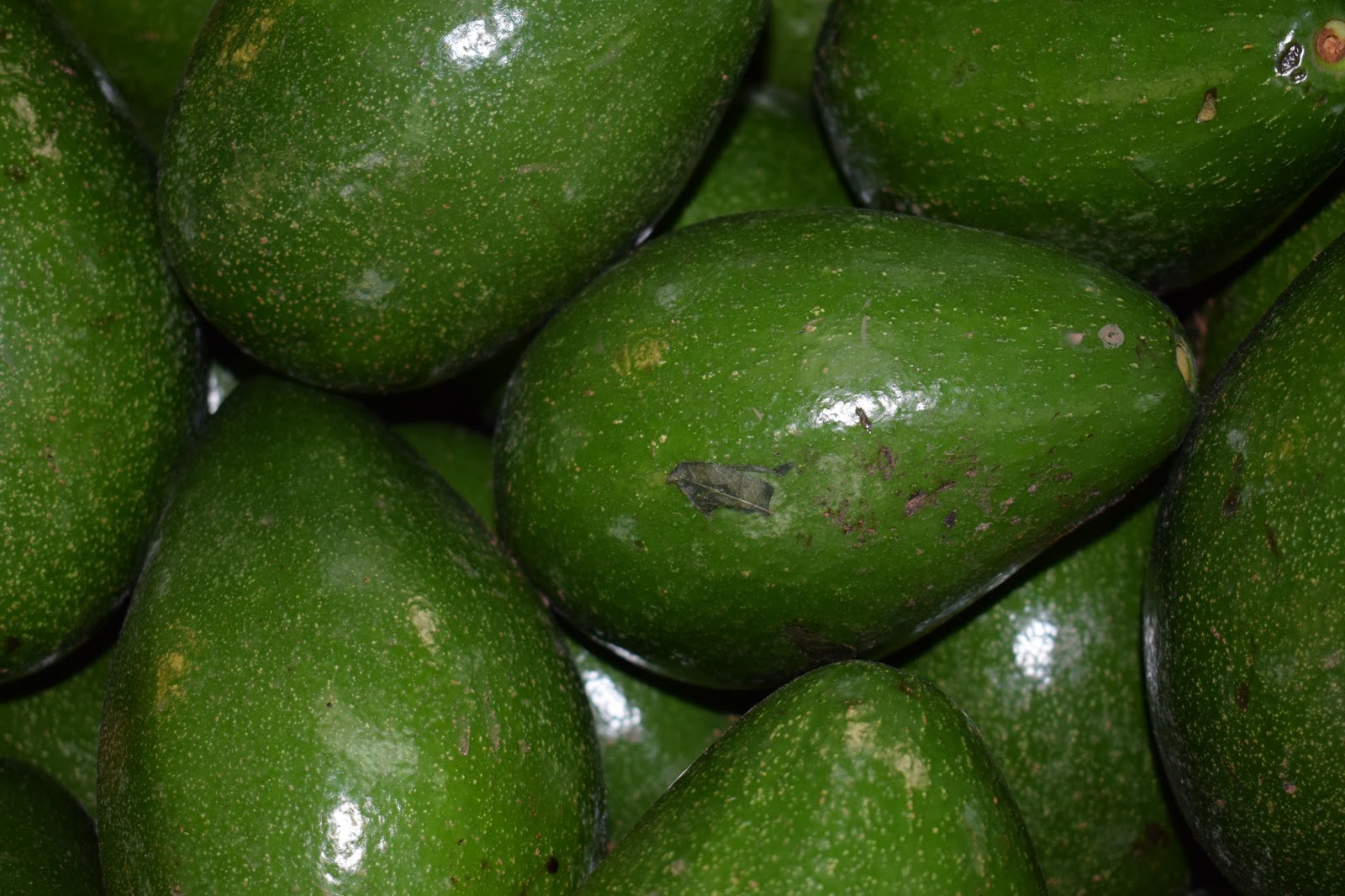 Conheça os benefícios do abacate geada, o produto da semana na CEAGESP