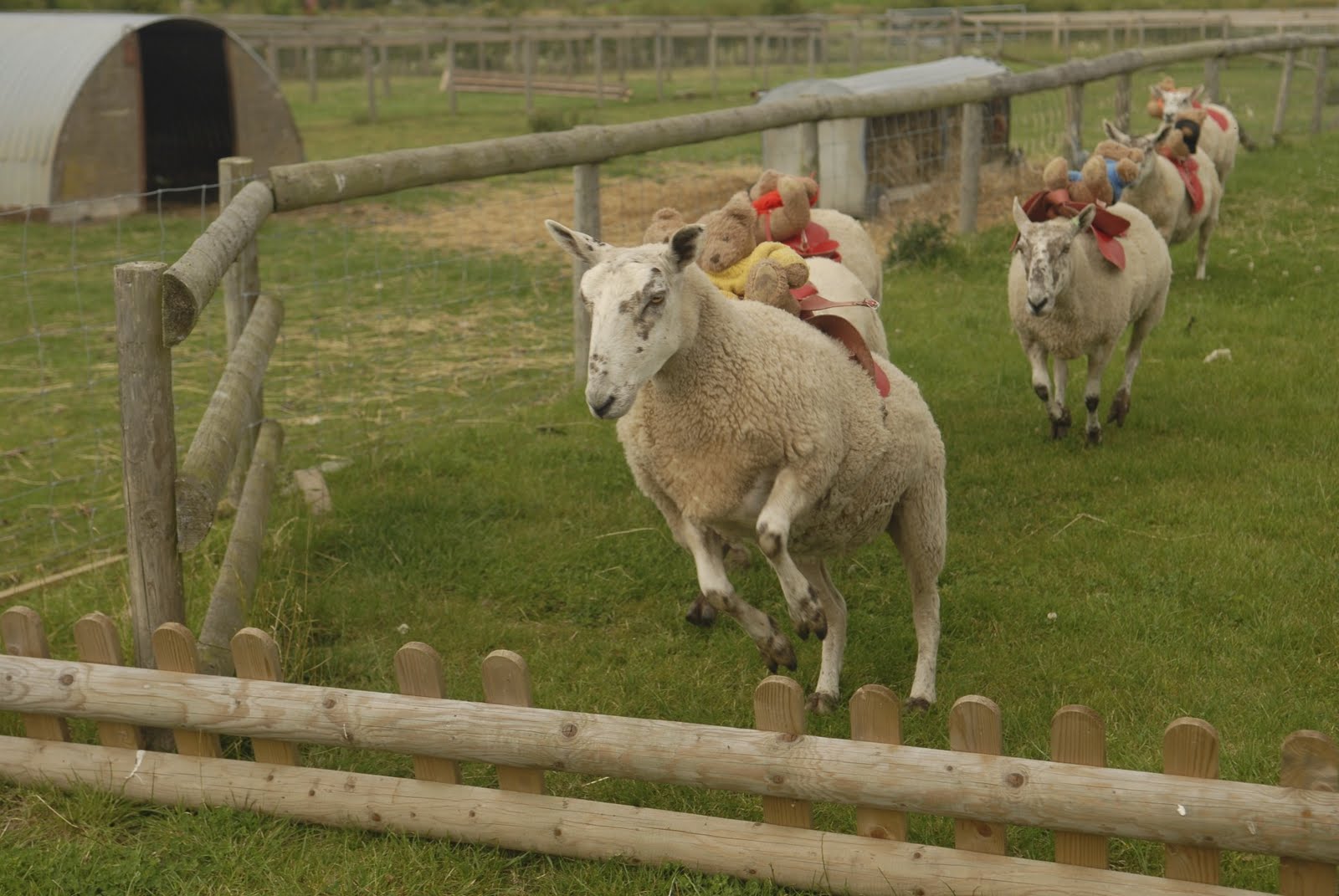 We are the Foords: sheep racing!