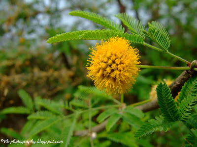 Babul Tree-Acacia nilotica | Nature, Cultural, and Travel Photography Blog
