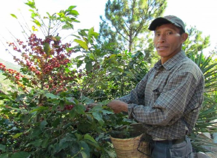 Megainfocentro Mérida: DÍA DEL CAFICULTOR, HOMENAJE A LOS QUE SE ...